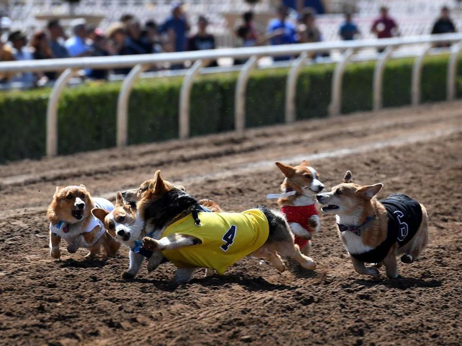 In California il campionato «Corgi Nationals» per il titolo di cane più ...