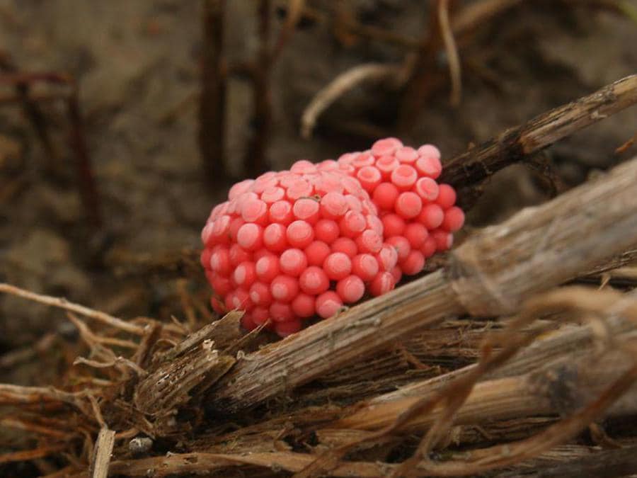 Le uova rosa della lumaca mela spaventano gli agricoltori - Il Sole 24 ORE