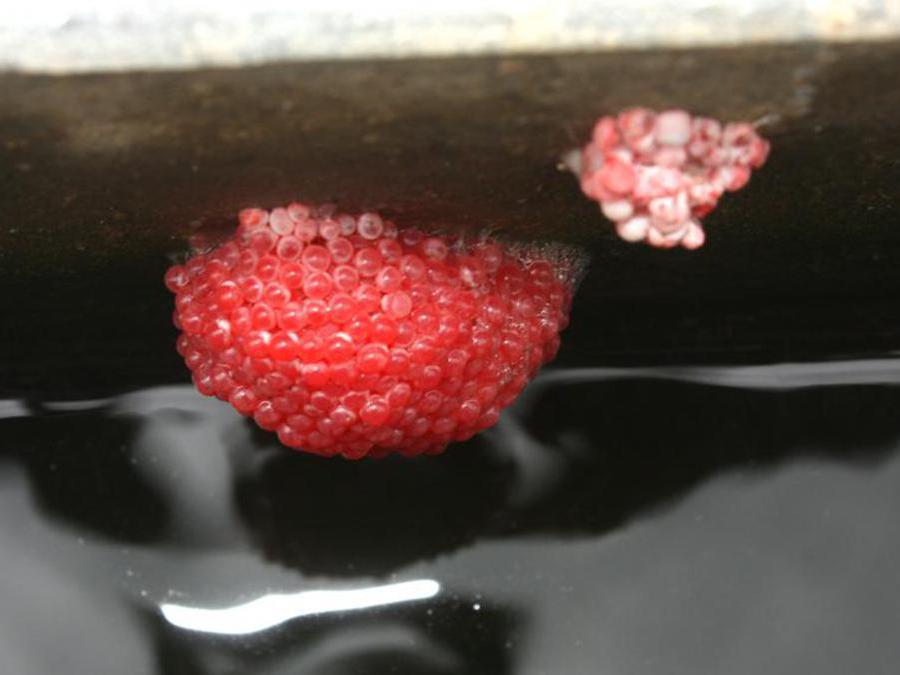 Le uova rosa della lumaca mela spaventano gli agricoltori - Il Sole 24 ORE