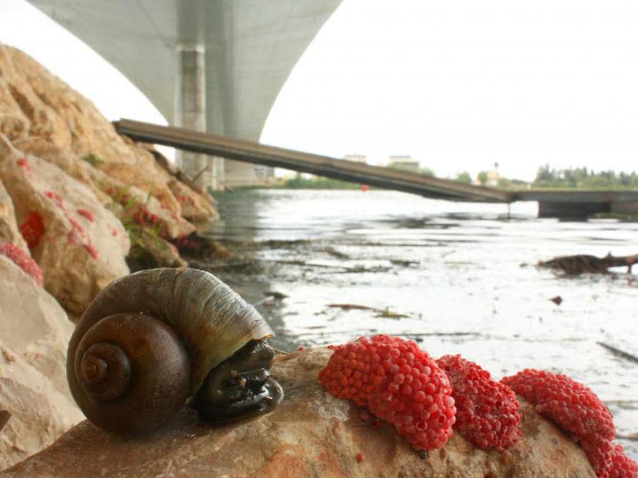 Le uova rosa della lumaca mela spaventano gli agricoltori - Il Sole 24 ORE