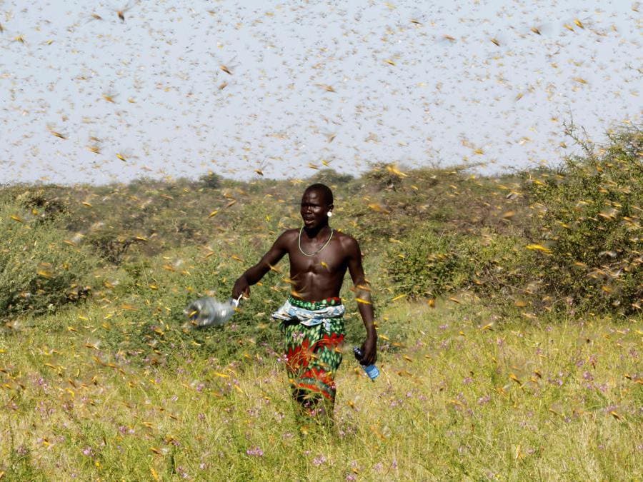 L’invasione delle locuste nel Corno d’Africa - Il Sole 24 ORE