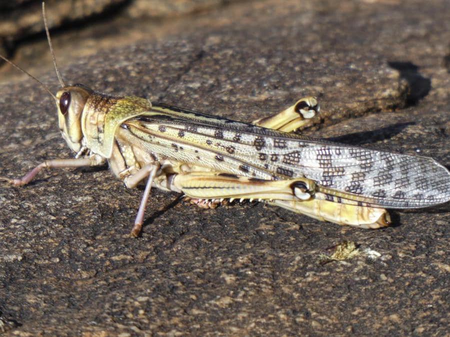 L’invasione delle locuste nel Corno d’Africa - Il Sole 24 ORE